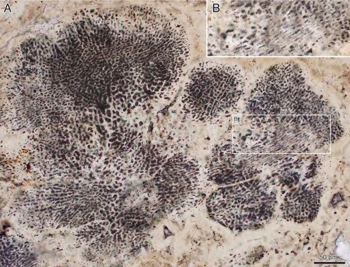 Plant-like fossils, believed to be red algae, found in 1.6 billion-year ...