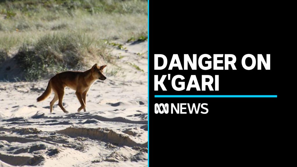 Dingo attack on K'gari forces authorities to investigate - ABC News