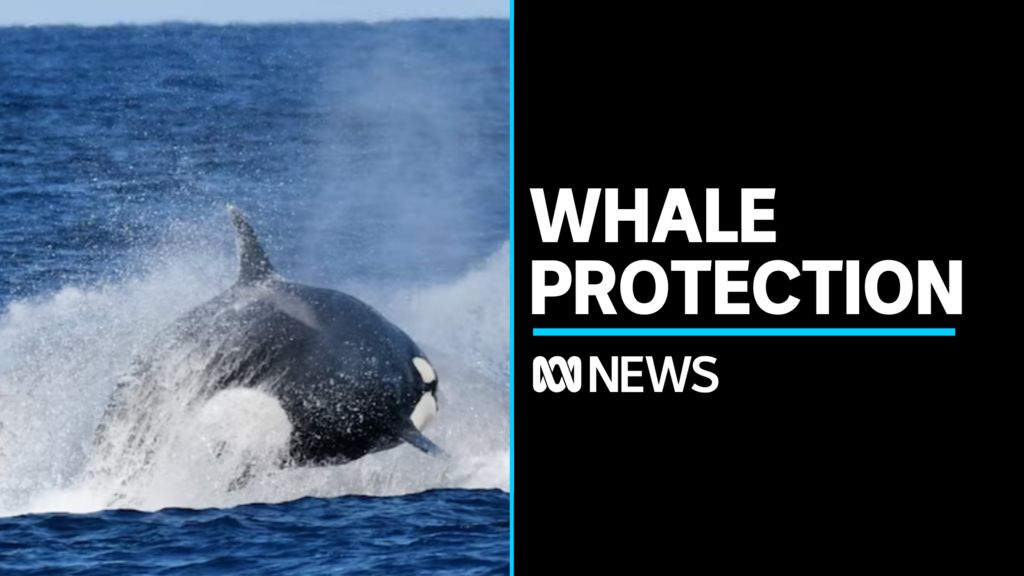 Calls for restrictions on boat noise to protect whales - ABC News