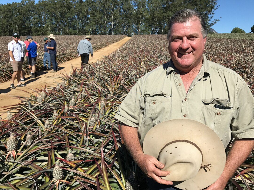 Slow release fertiliser developed for pineapple farmers shows promising ...