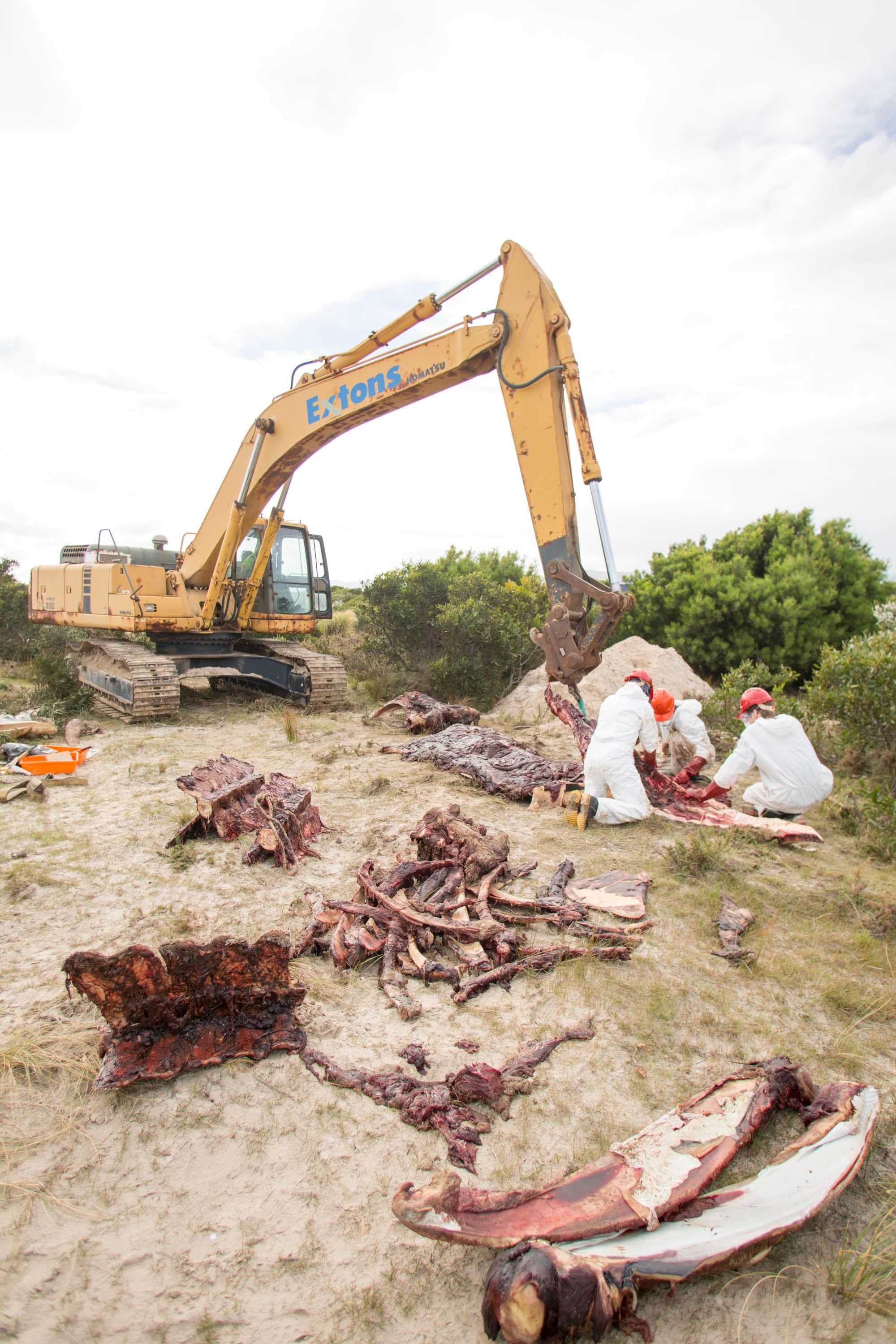 Autopsy performed on rare Pygmy Right whale specimen, found dead on ...