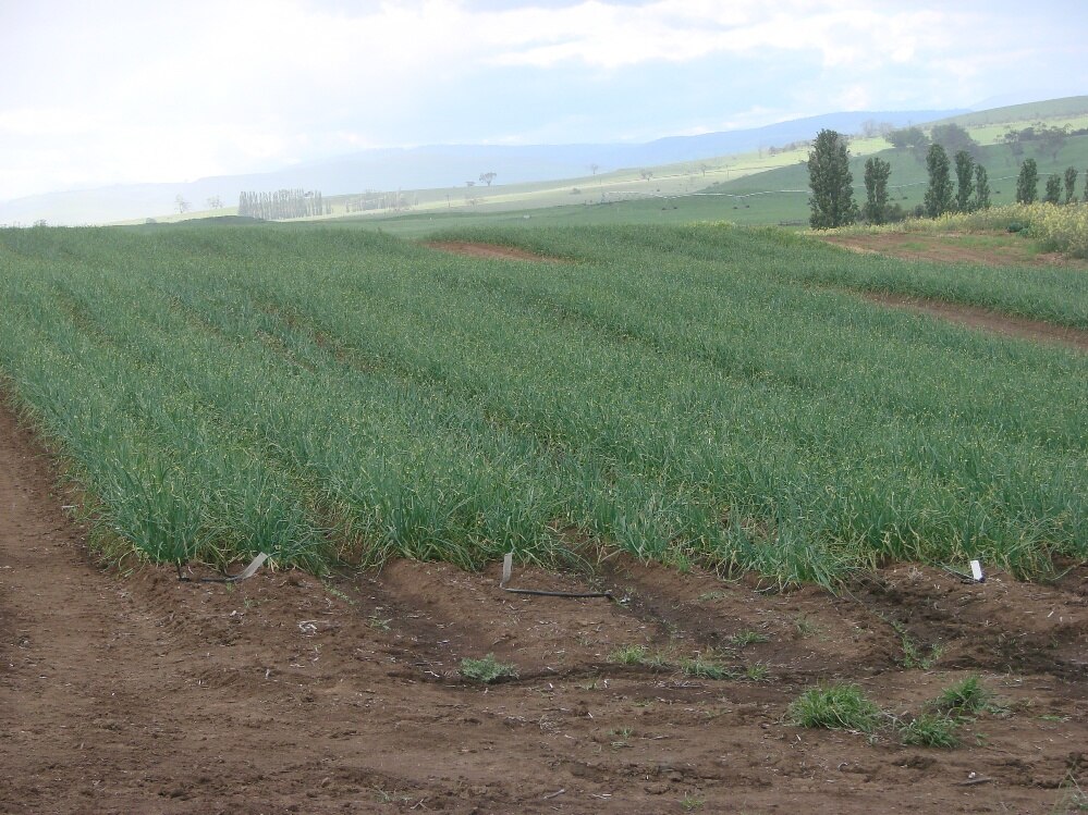 Rise in onion levy welcomed - ABC News