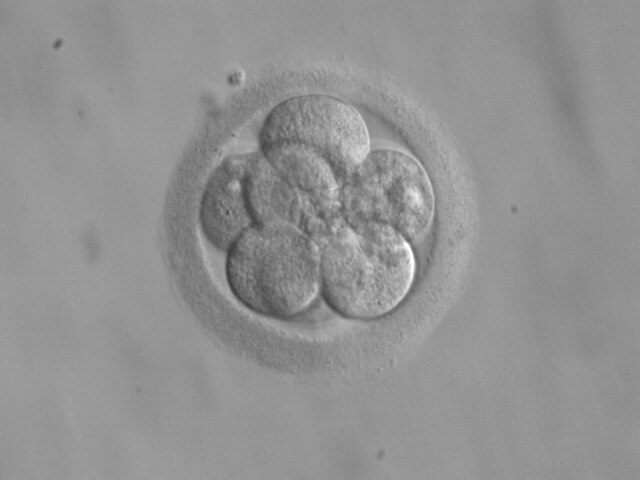 Are frozen embryos better than fresh for IVF? - ABC listen