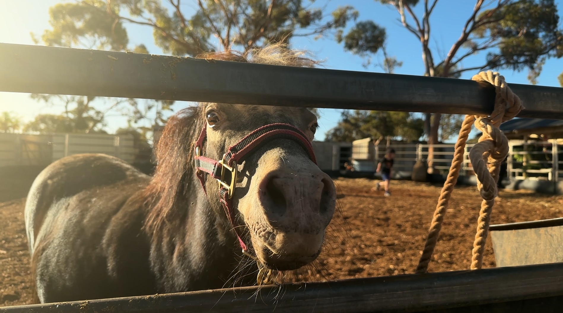 Parents turn to equine therapy for children with…