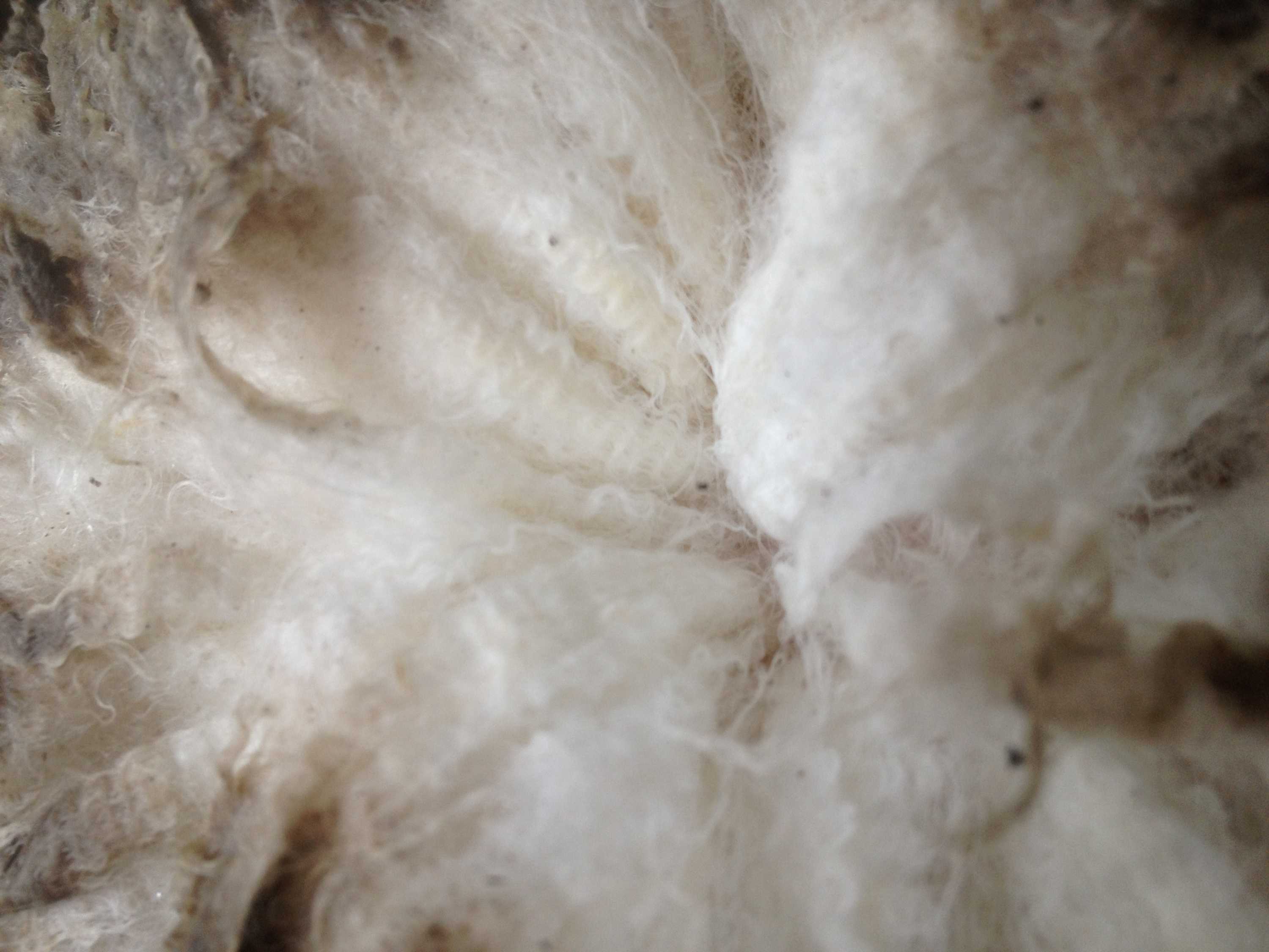 Committee formed to combat any shearer shortage in Tasmania - ABC listen