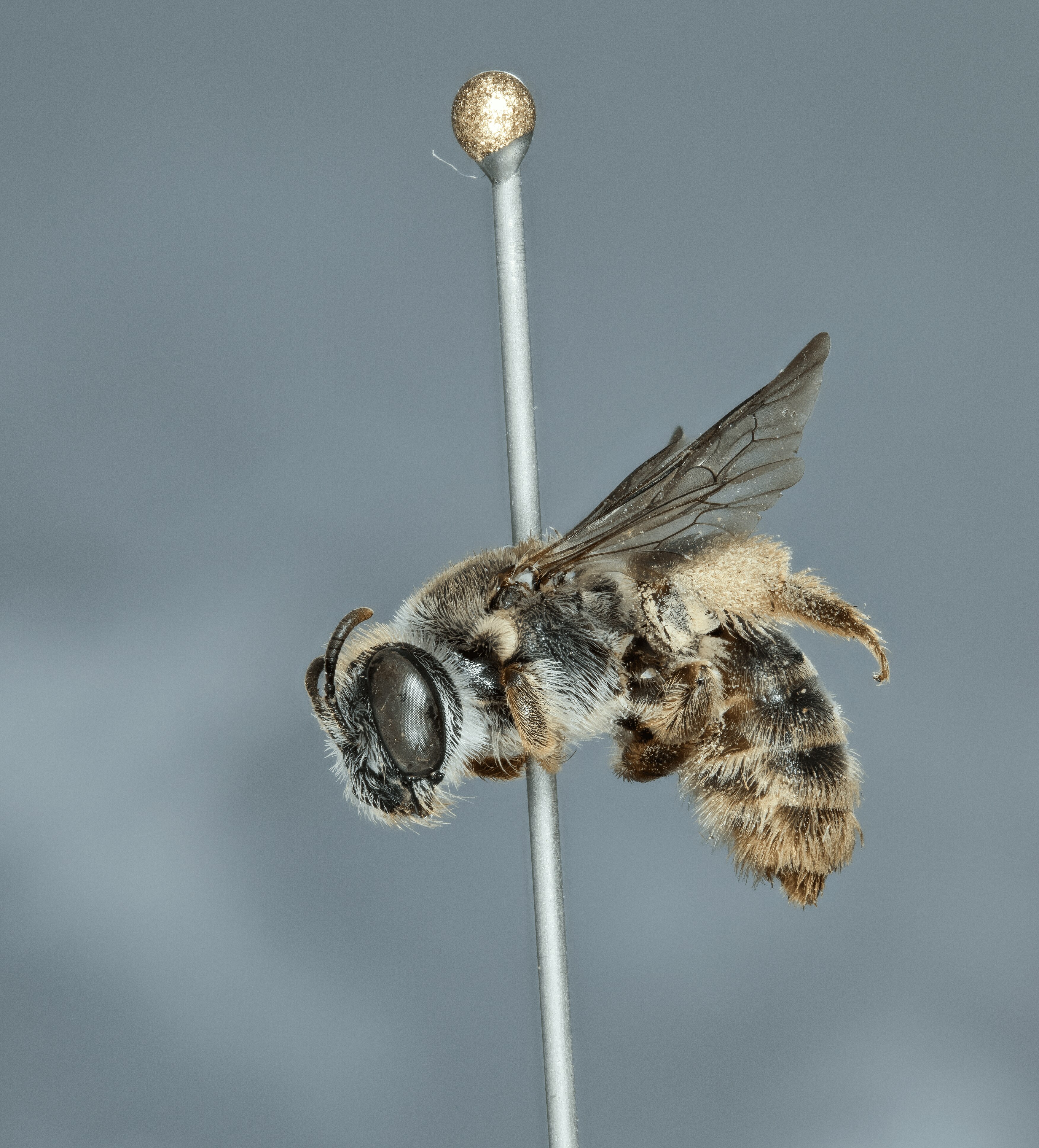 New native bee species with distinctive 'snout' discovered in Perth's ...