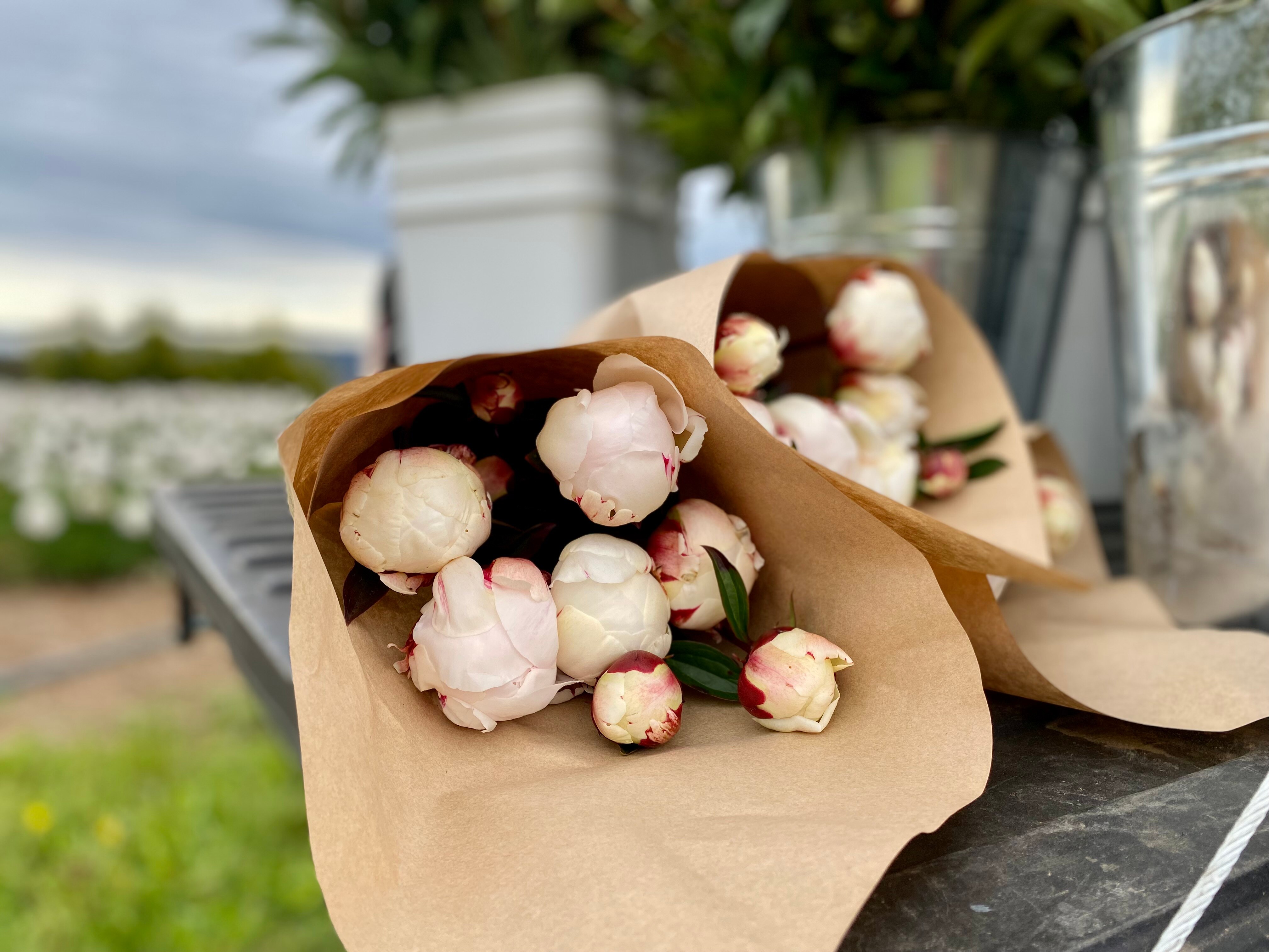 Tasmanian flower farmers find joy in peonies after stepping away from ...