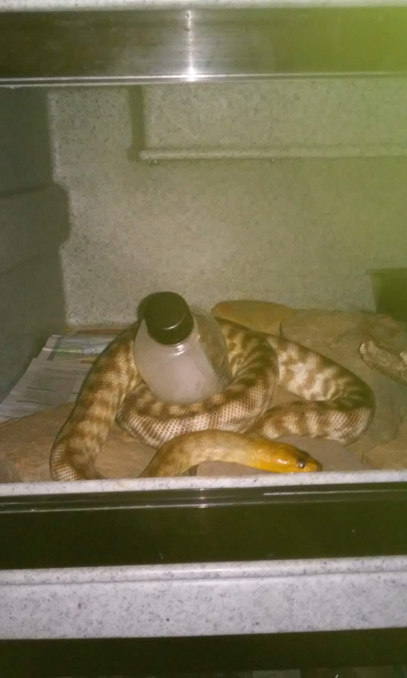 Sydney heatwave: Animals find ingenious ways to chill out - ABC News