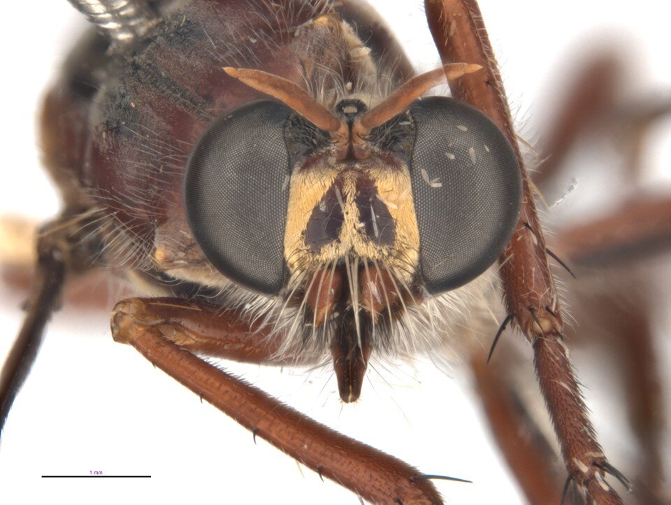 Comic names for flies - ABC listen