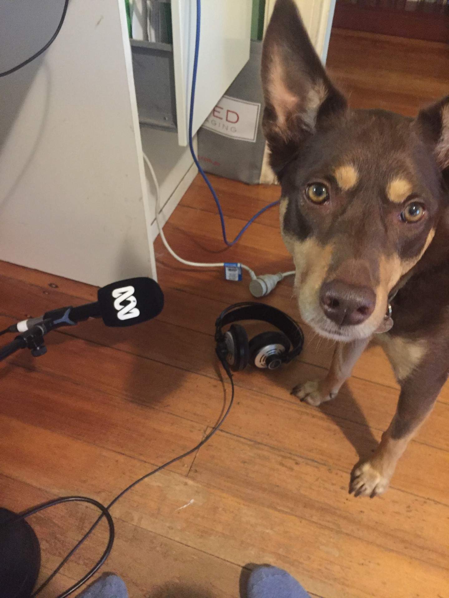 How the ABC is newsgathering and broadcasting under coronavirus ...