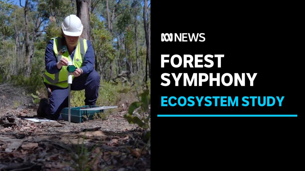 Scientists listen to forest sounds to understand ecosystems - ABC News