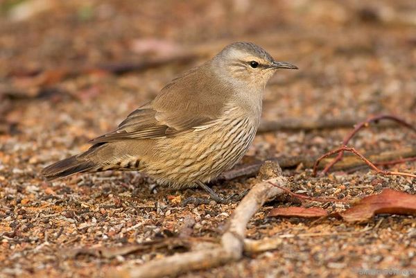 Warmer climate may shrink Australian birds - ABC News