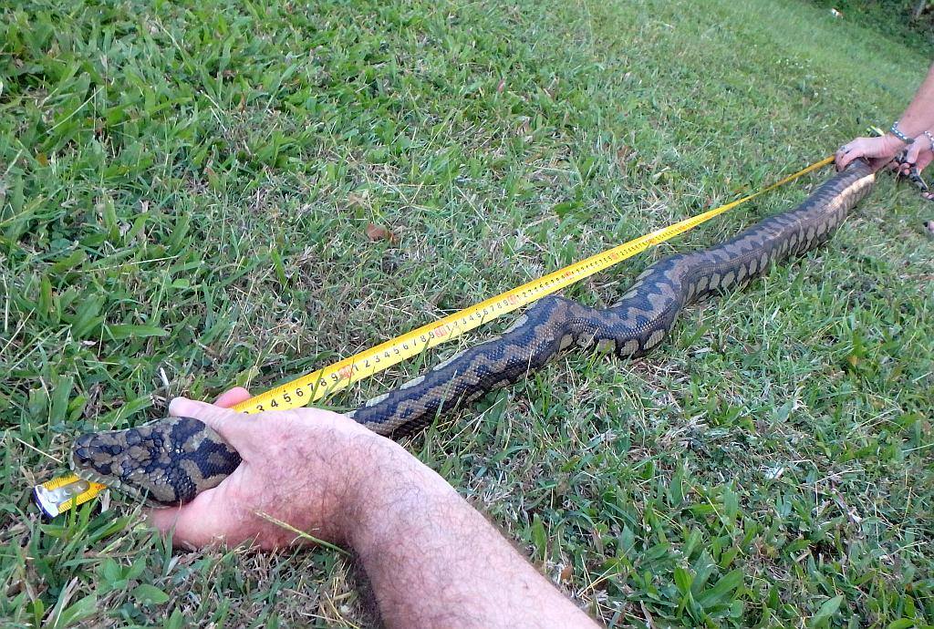 North Queensland snake catchers in short supply, calls go unanswered ...