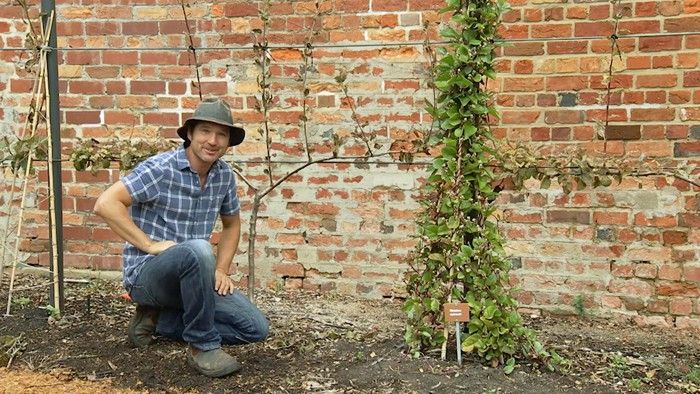 Training Trees - Gardening Australia