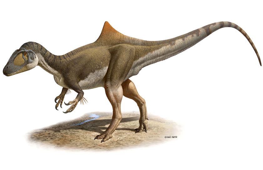 Strange dinosaur remains discovered in Spain - ABC News