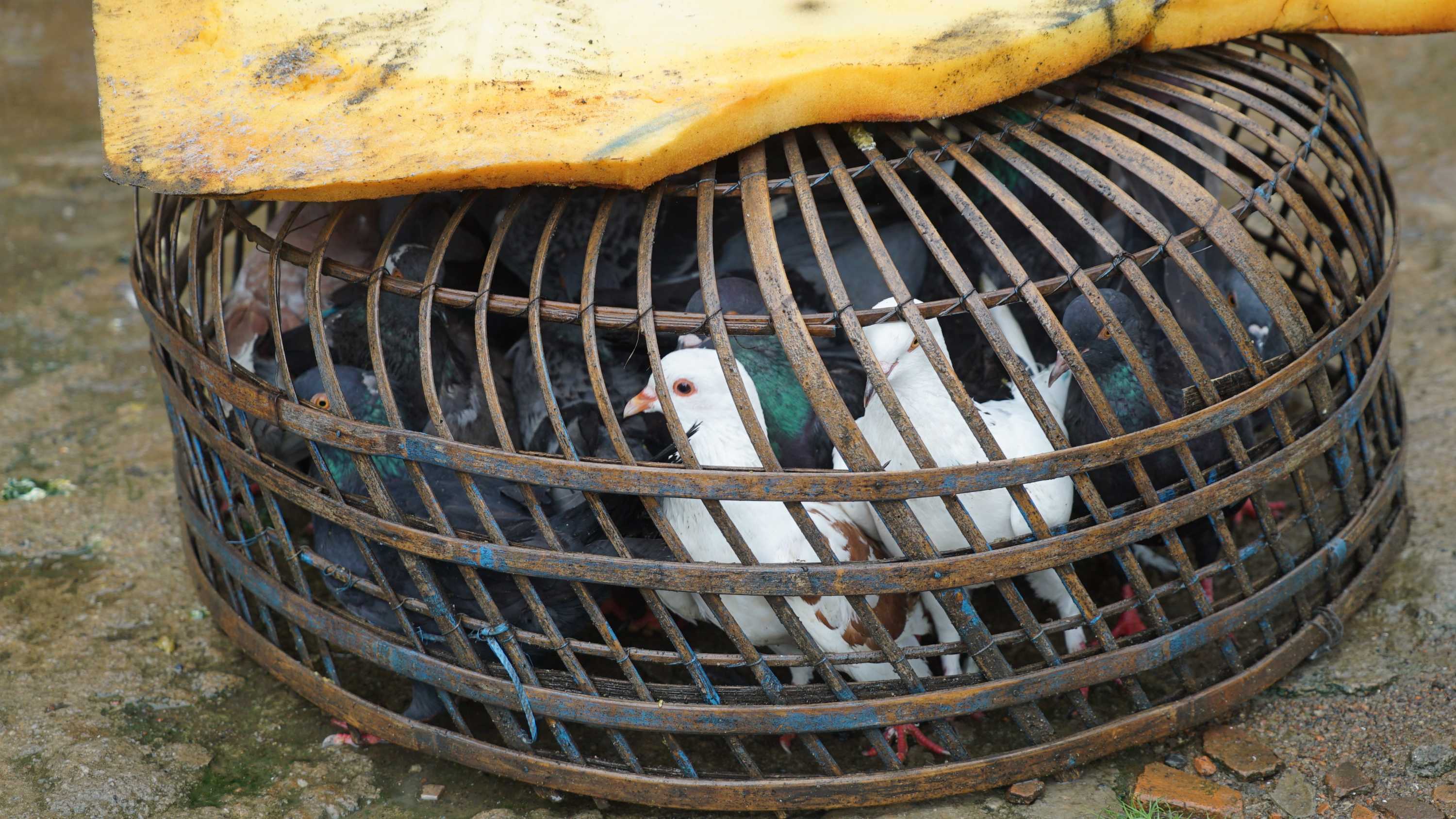 Pets to the slaughter: Jakarta's grim crusade against bird flu - ABC News