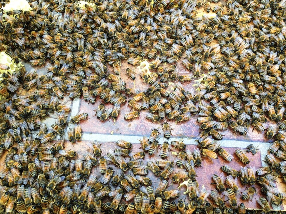 Australian study reveals the disease fighting powers of bee semen - ABC ...