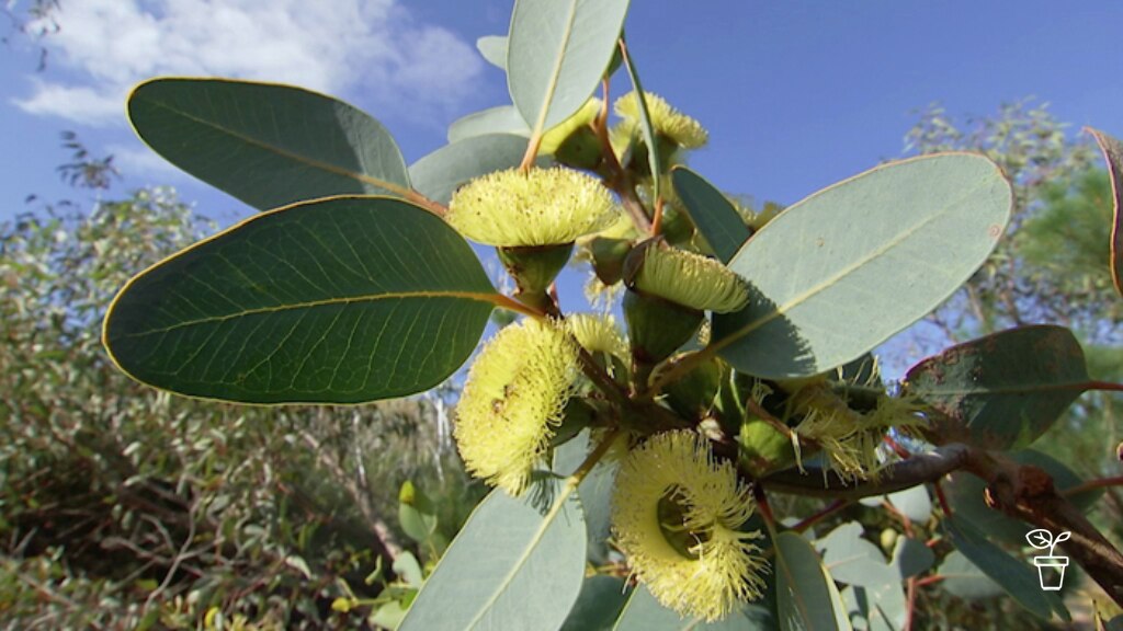 Bell-fruited Mallee - Gardening Australia