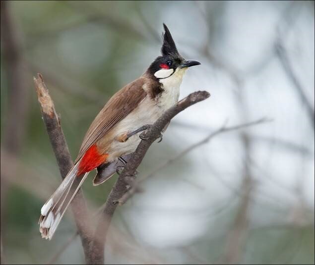 Feral bird alert: Have you seen a Red-whiskered Bulbul in Canberra ...