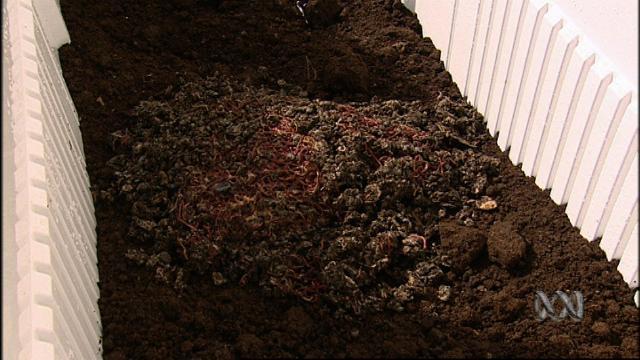 Gardening Australia: Want to build a worm farm or a chook shed? - ABC ...