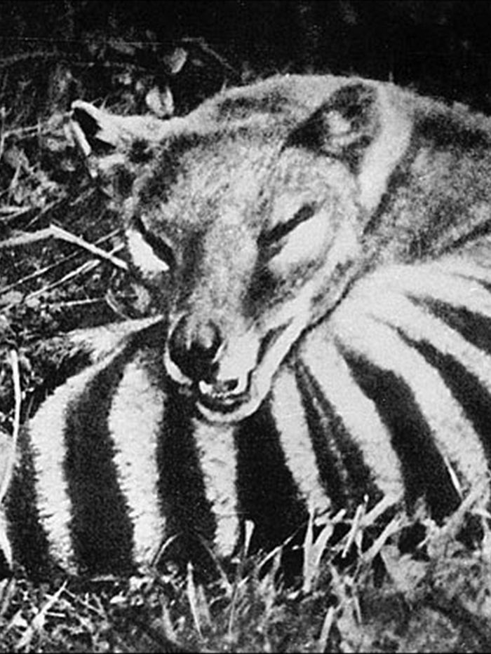 Tassie Tiger not so menacing after all - ABC listen