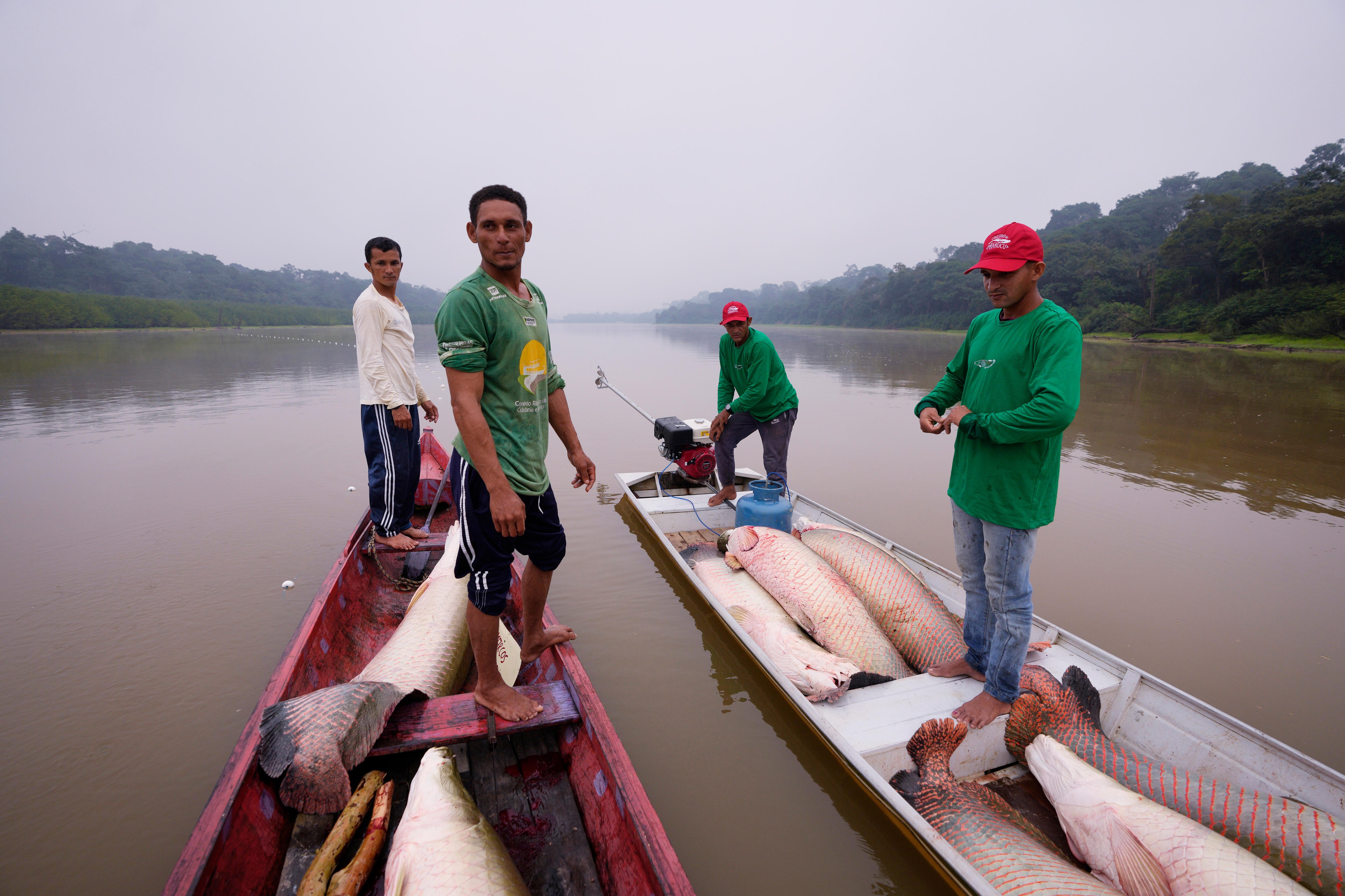In the Amazon, a giant fish is helping to save the rainforest - ABC News