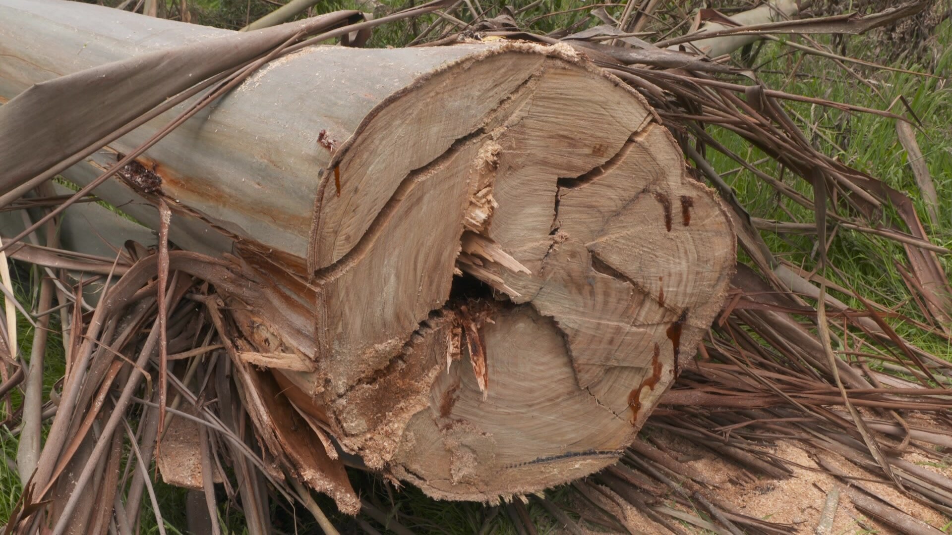 As WA's native forest logging ban nears, attention turns to illegal ...