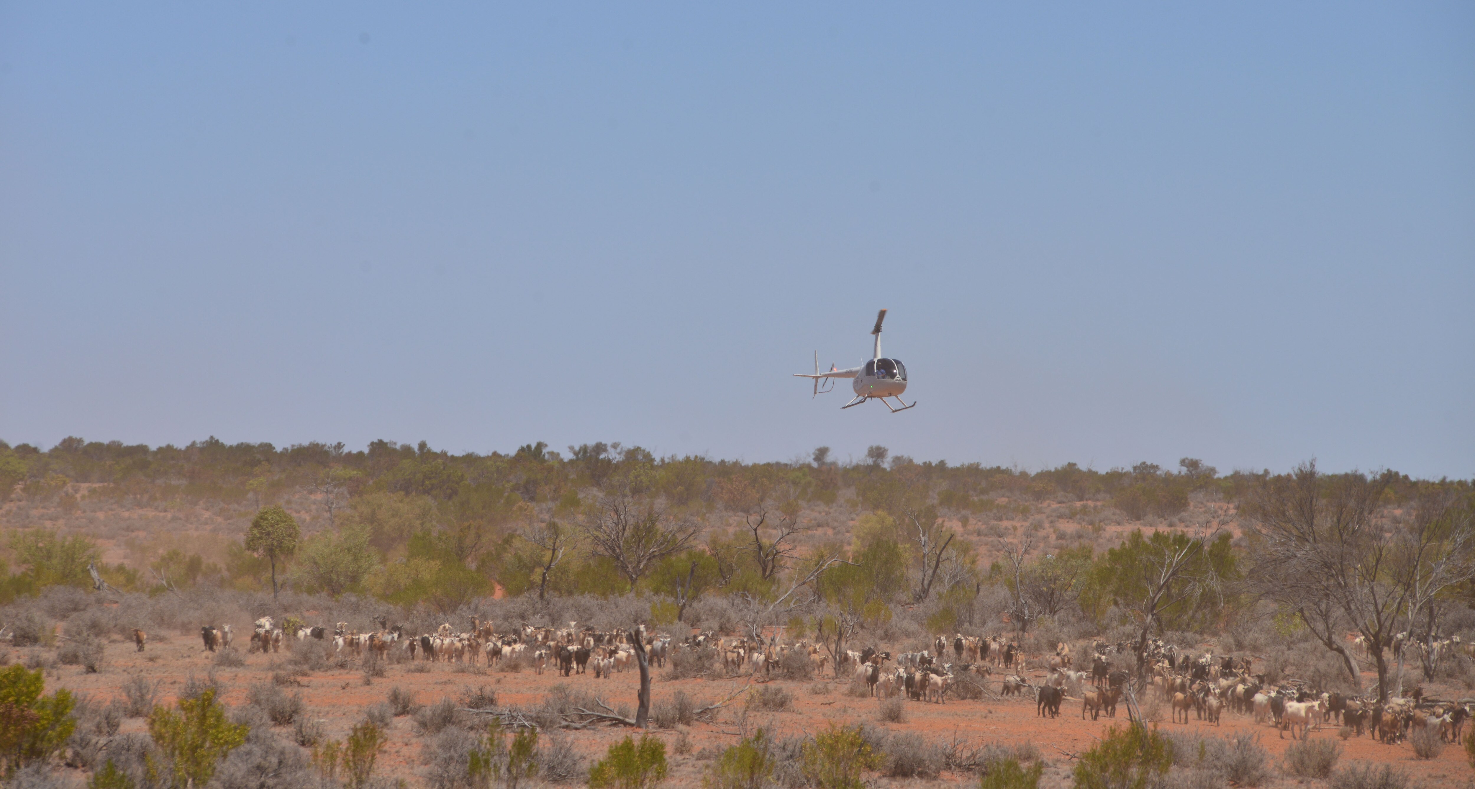 The lucrative business of mustering feral goats - ABC News