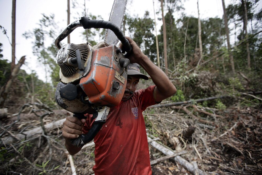 The devastating impact of deforestation - ABC listen