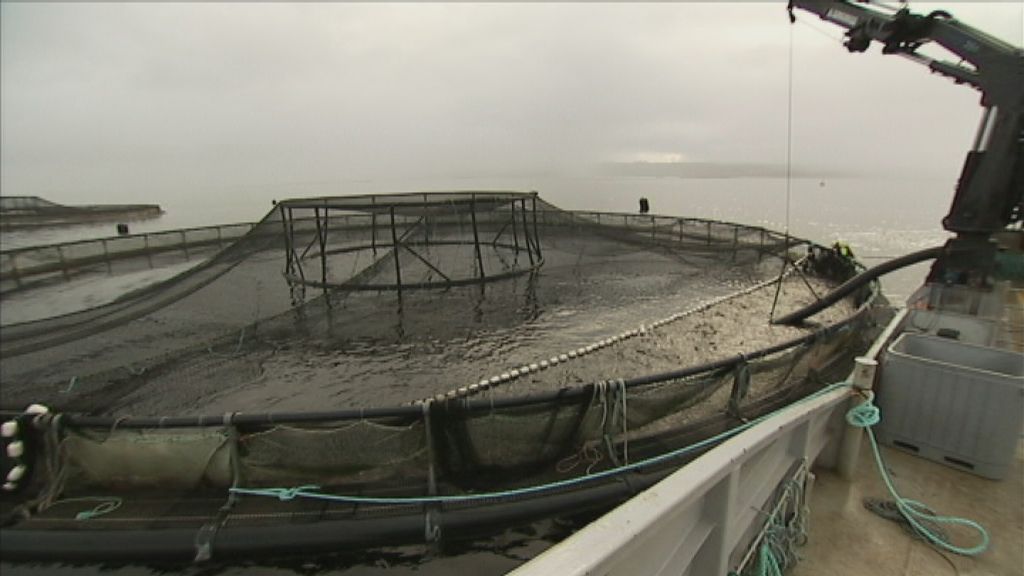 Massive expansion for salmon industry - ABC News