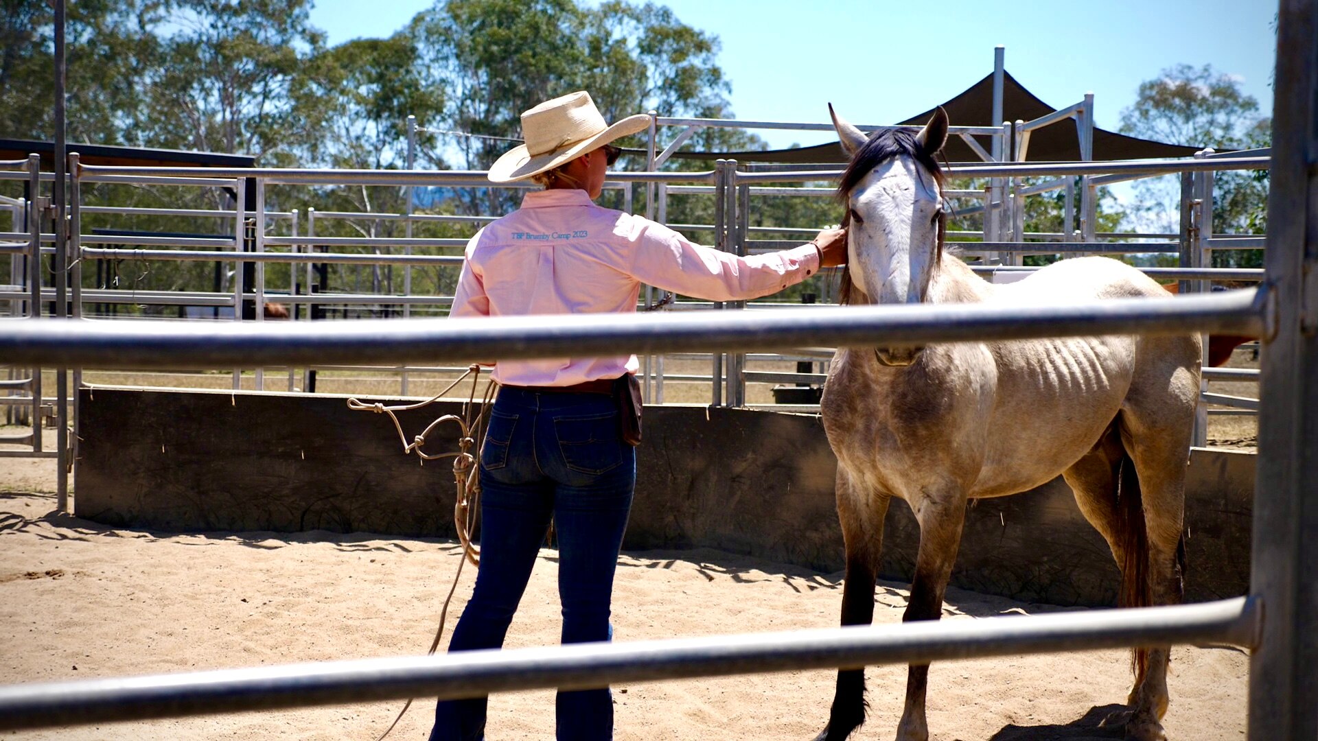 The Brumby Project shows wild horses' big potential - ABC News