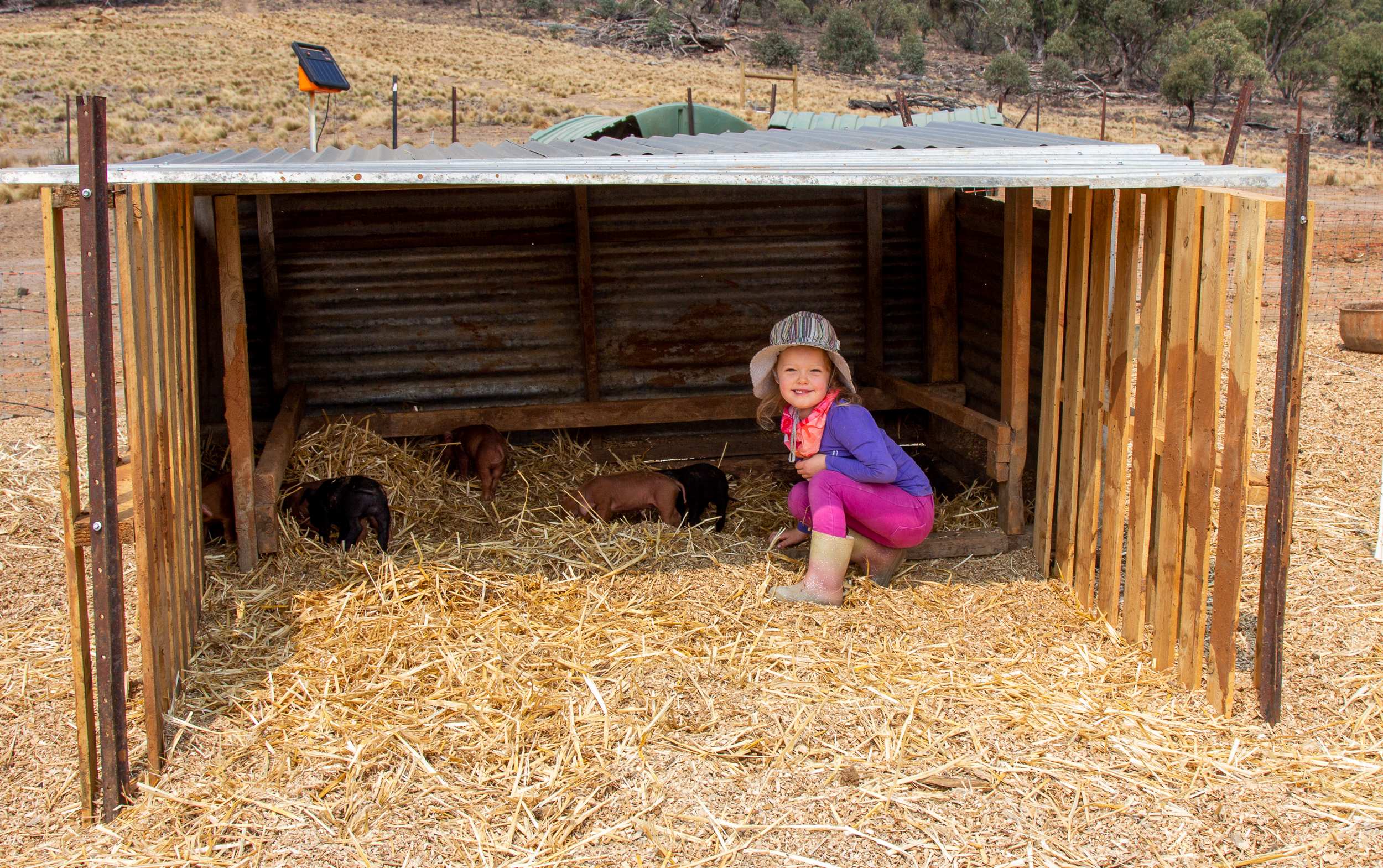 Family starts pig farm to enjoy a simple life with no power or running ...
