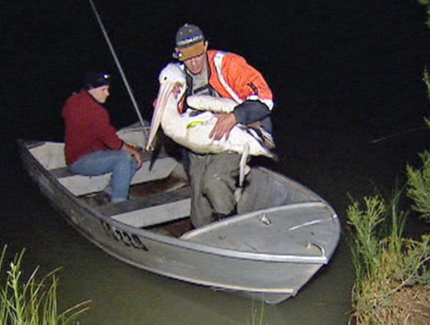 Injured pelican rescued - ABC News