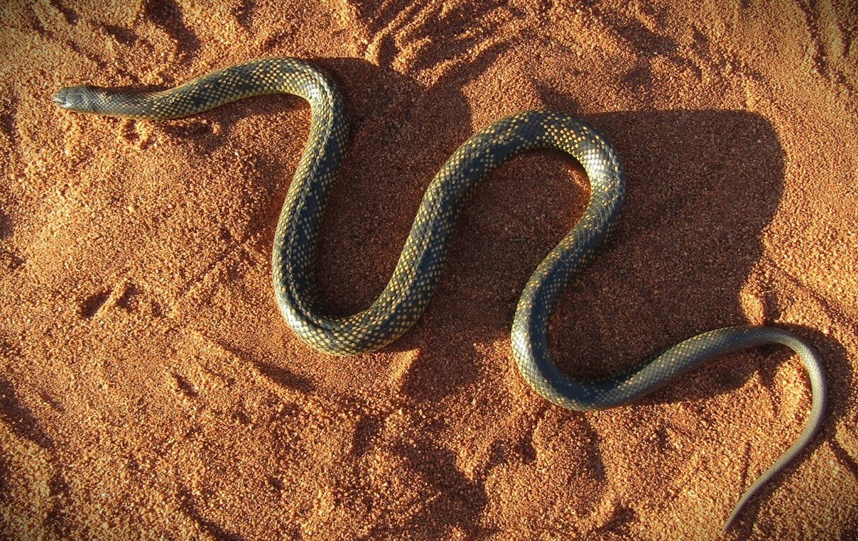 Dead spotted mulga snake's last supper reveals new threat to endangered ...