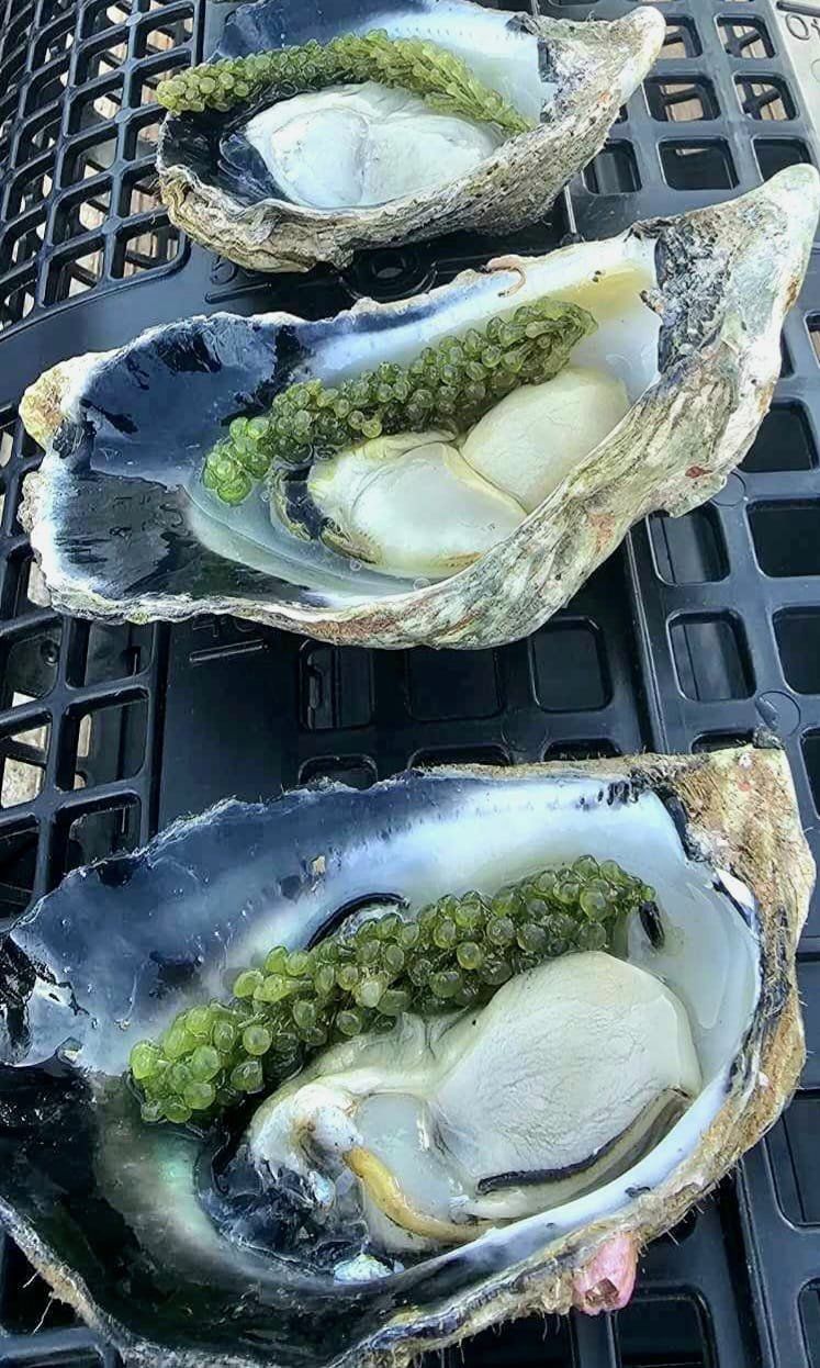 Sea grape trial off Arnhem Land's South Goulburn Island to take ...