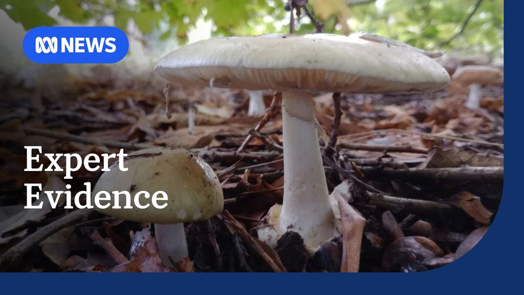 Erin Patterson murder trial hears from mushroom expert - ABC News