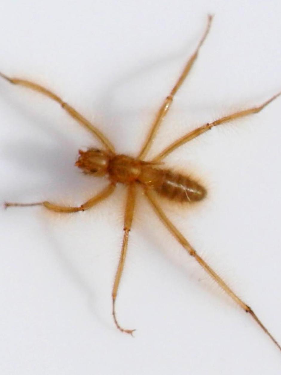 Africa's terrible hairy fly resurfaces - ABC News