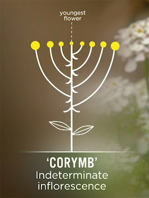 Flowers 101 - Gardening Australia