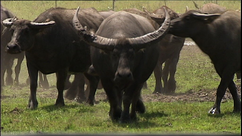Buffalo Bonanza - ABC News