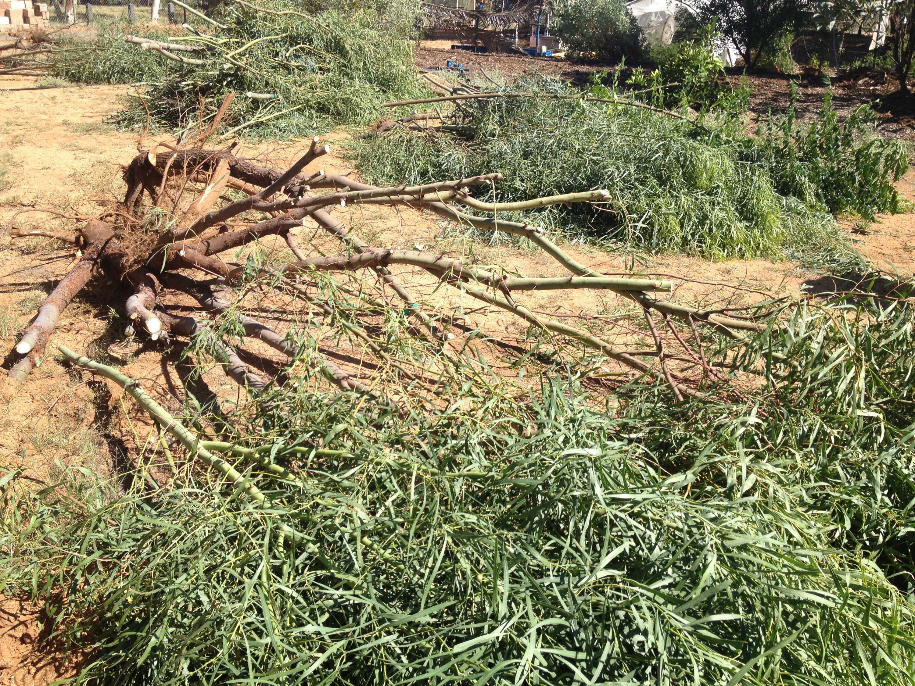 Acacias sacrificed at community garden - ABC News