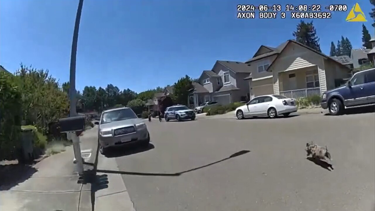 Pet pig called Pickles goes viral after leading California police on ...