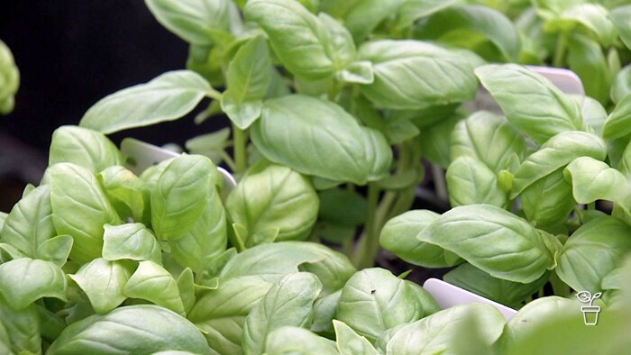 Plant Profile - Basil - Gardening Australia