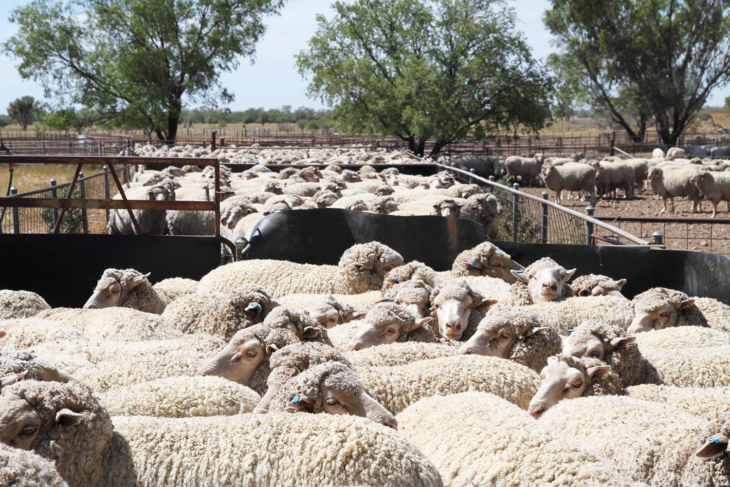 Shearing contractors unite to fix worker shortage in Queensland's ...
