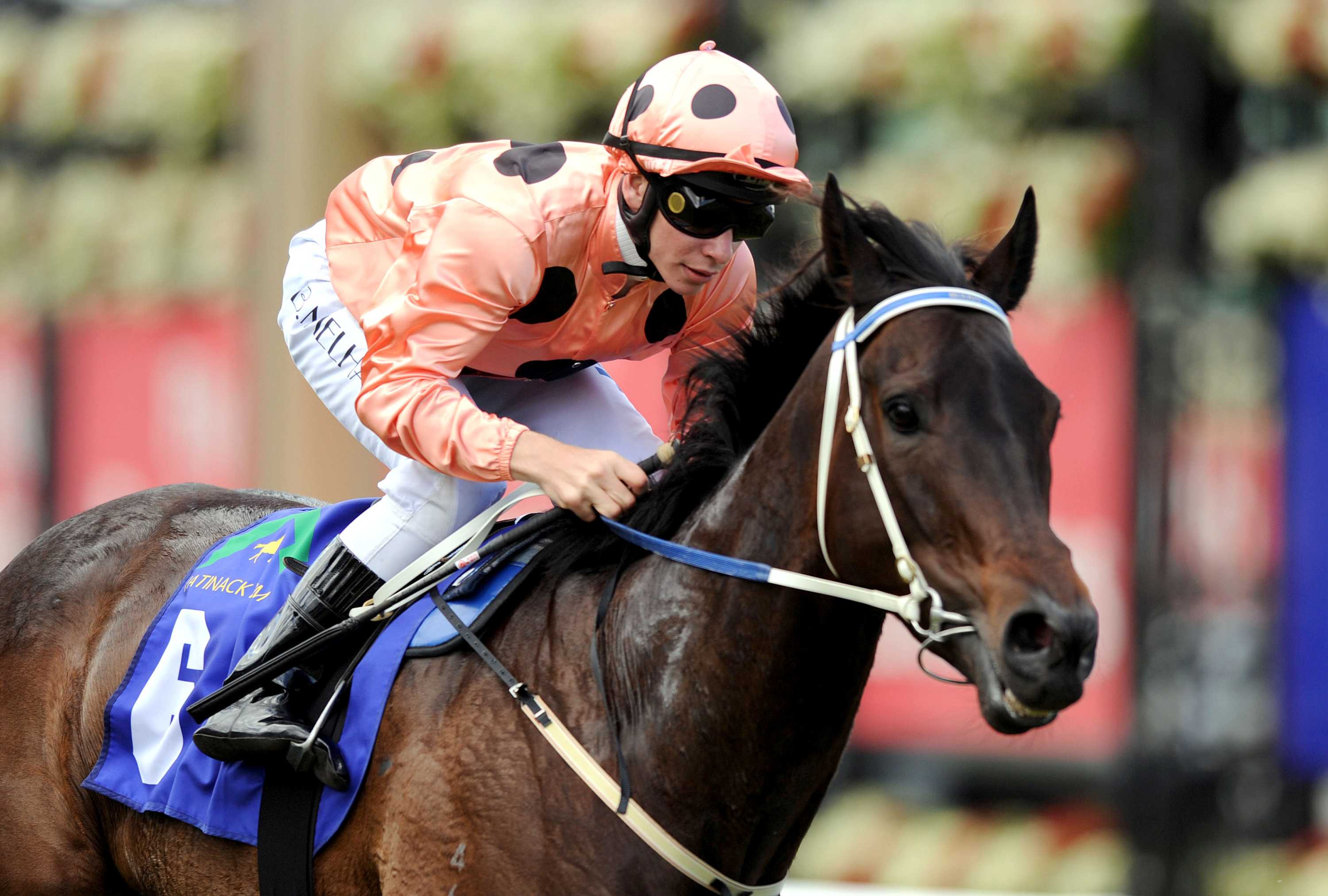 Black Caviar - the road to glory - ABC News