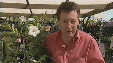 Pride of Bolivia - Gardening Australia