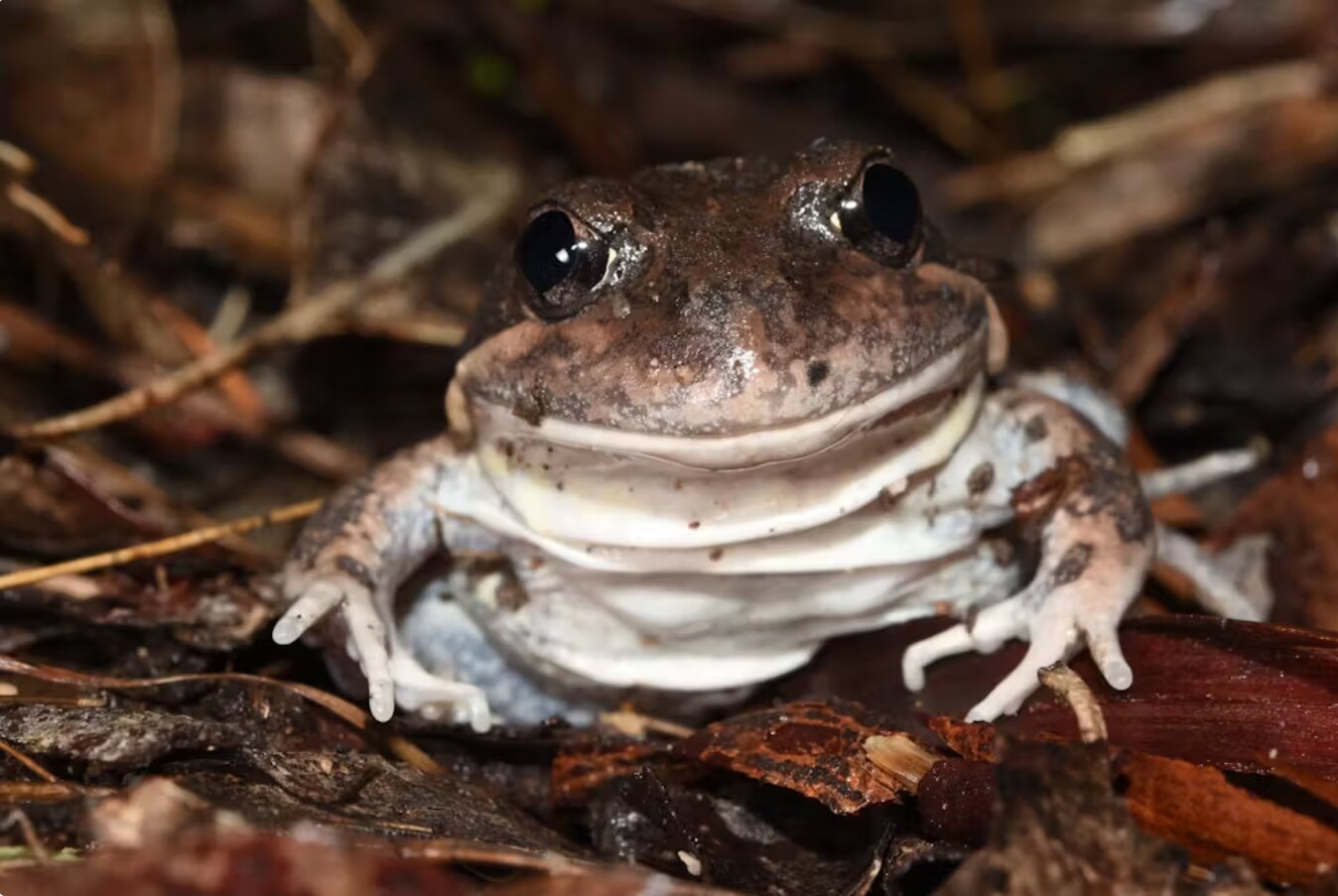 Citizen science project finds rodenticide in frogs for the first time ...