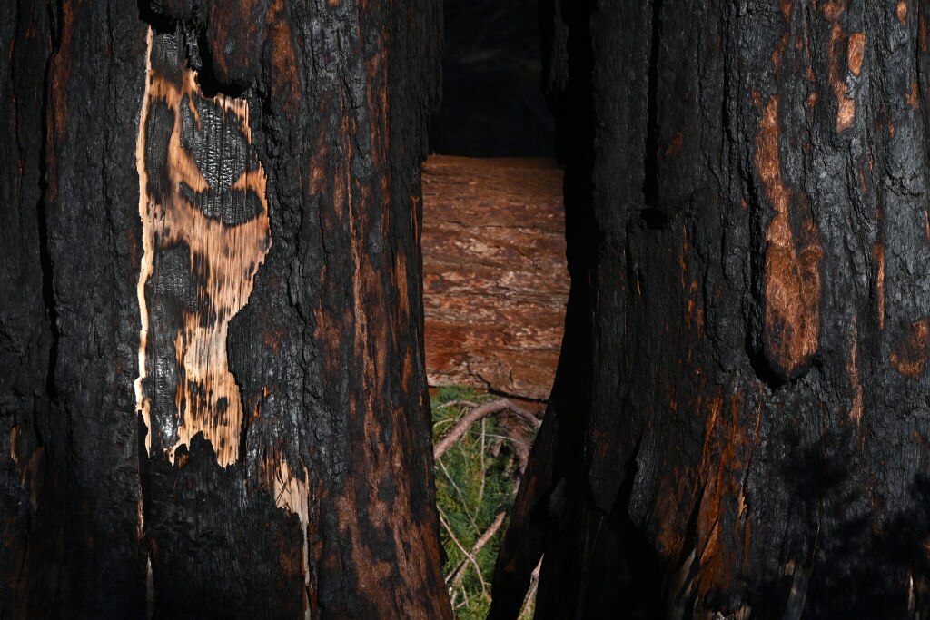 Counterpoint with Amanda Vanstone - ABC listen