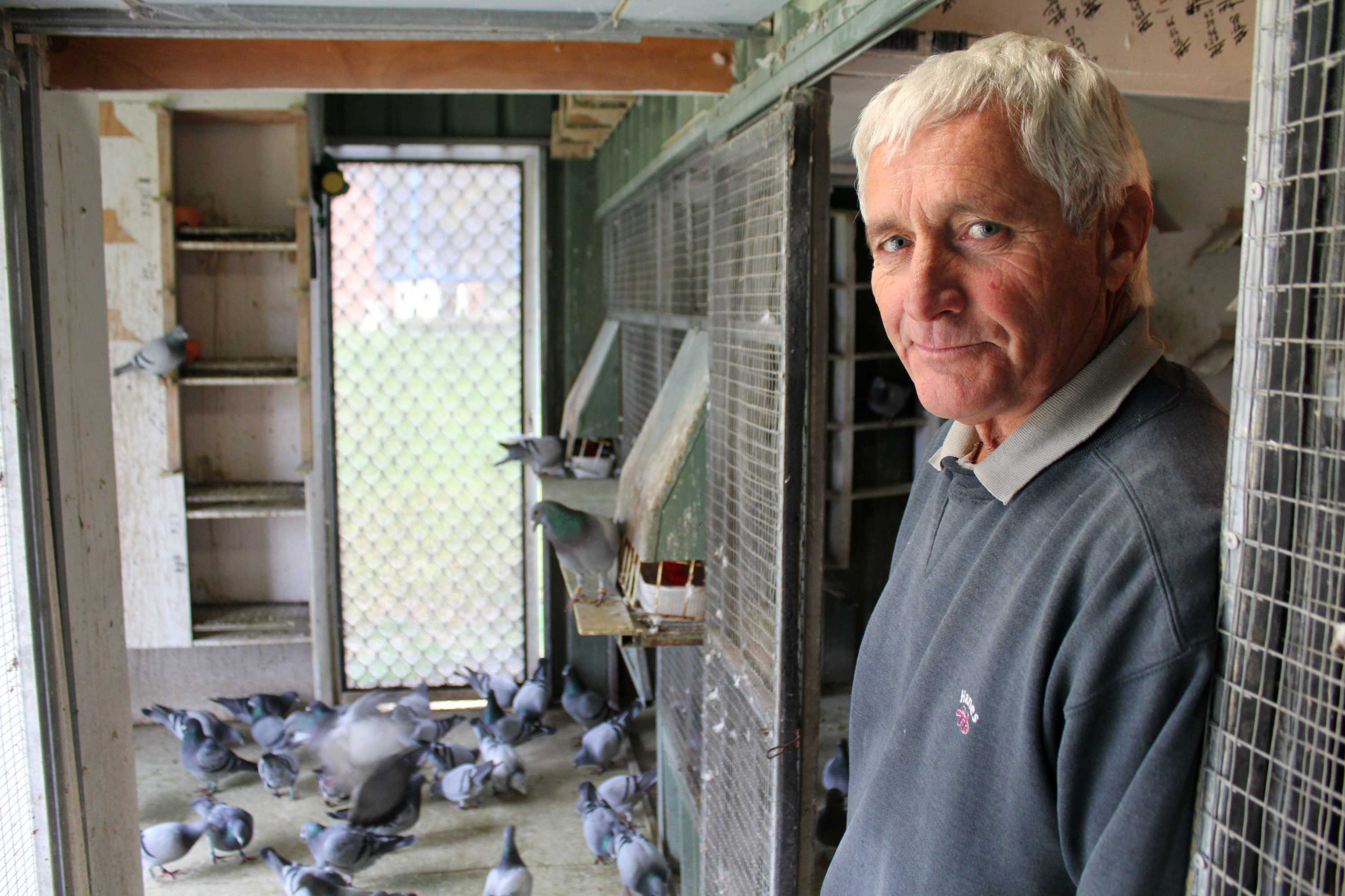Romance the secret to winning pigeon racing - ABC News