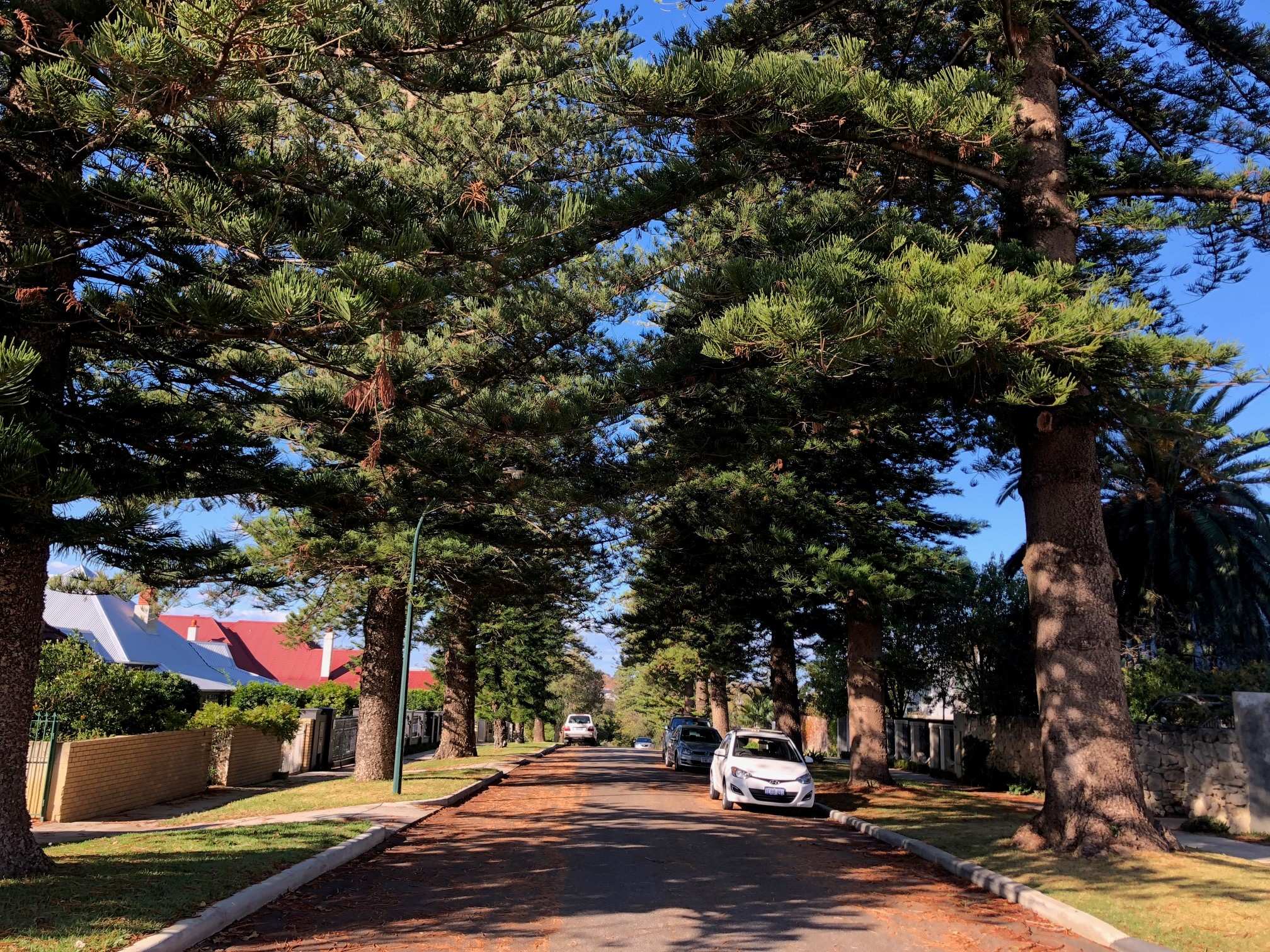 How hot is your neighbourhood? Areas of Perth feel the heat as tree ...