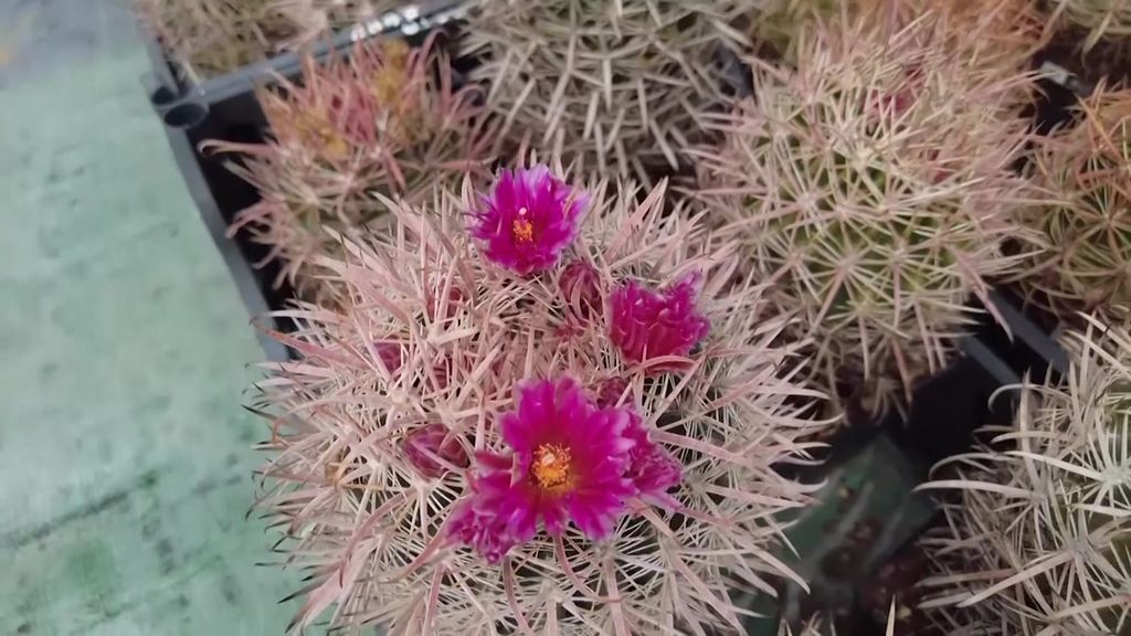 Over 1,000 rare poached Chilean cacti discovered in Italy - ABC News